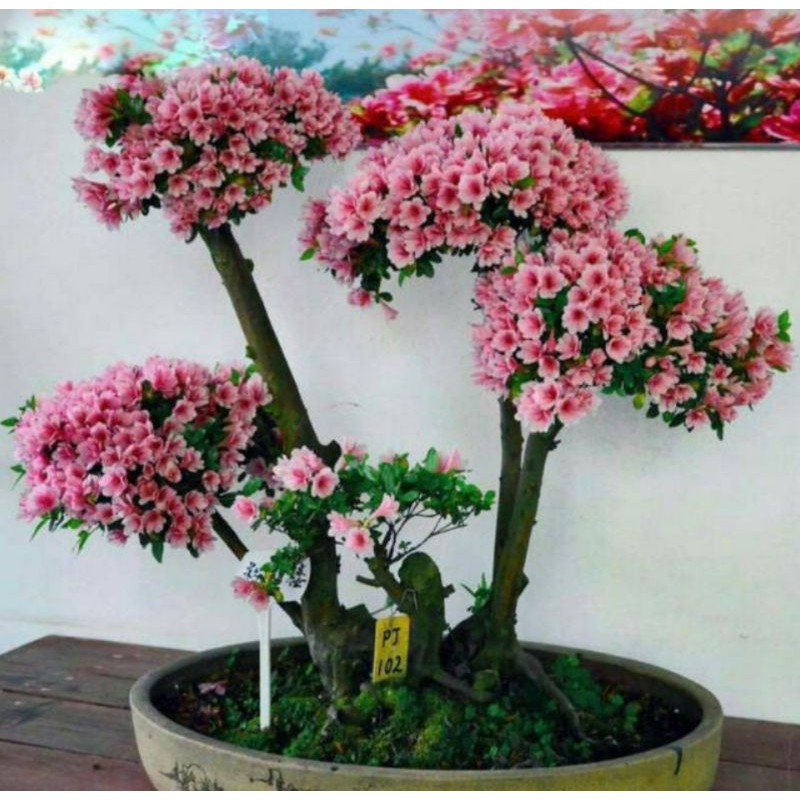 Jual Bibit bunga sakura mini/sakura Jepang asli | Shopee Indonesia