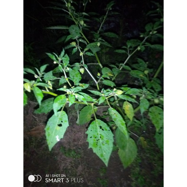 Jual batang, daun ,buah dan akar cecendet atau cimplukan segar 500gr ...