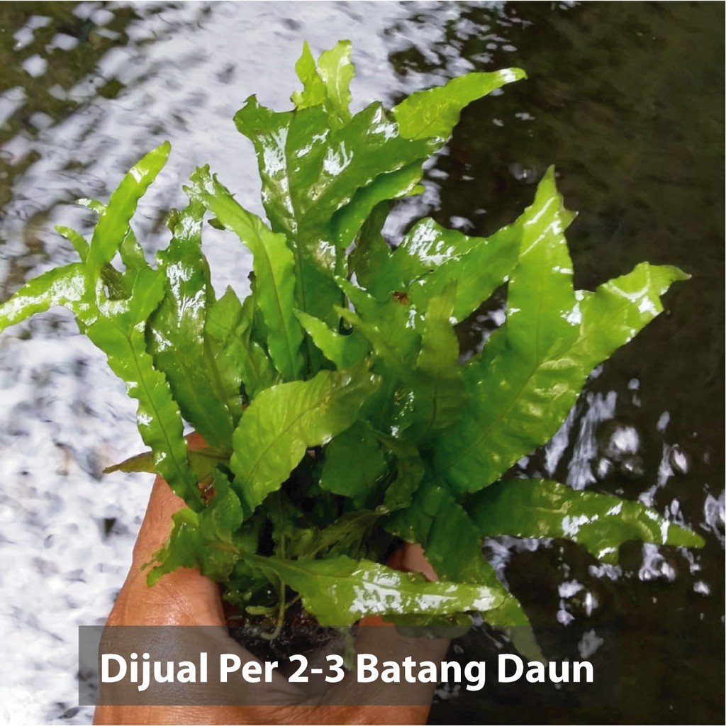 Jual Kadaka Thor Hammer - Microsorum Pteropus Fern - Tanaman Aquscape ...