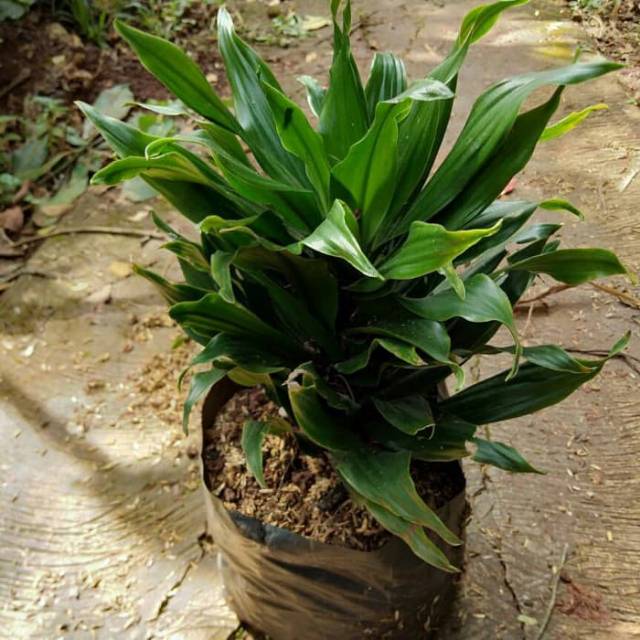 Jual Tanaman indoor hanjuang kemoceng hijau andong mini | Shopee Indonesia