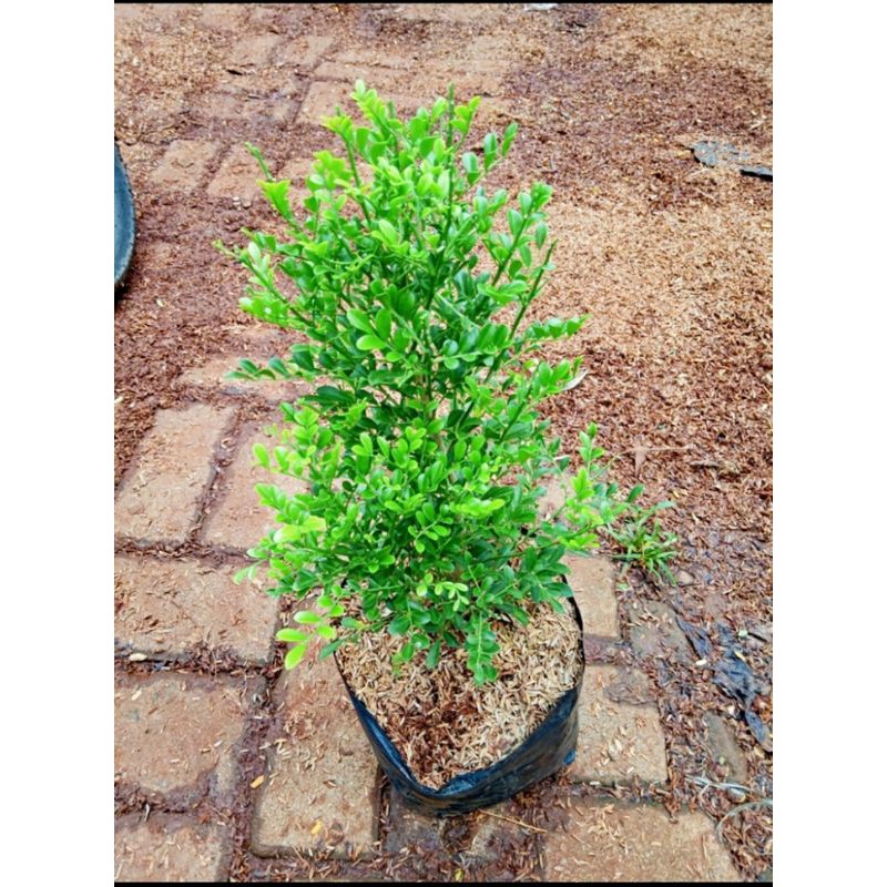 Jual Tanaman Hias bunga kemuning - pohon kemuning mikro mini/pohon ...