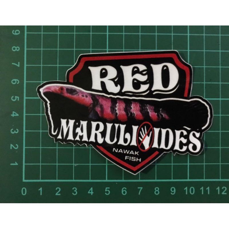 Jual STIKER AQUARIUM IKAN PREDATOR | Shopee Indonesia