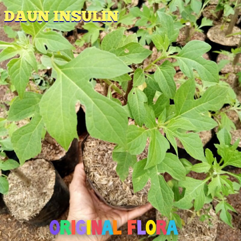 Jual Jual Bibit Tanaman Daun Insulin Bibit Insulin Pohon Insulin ...