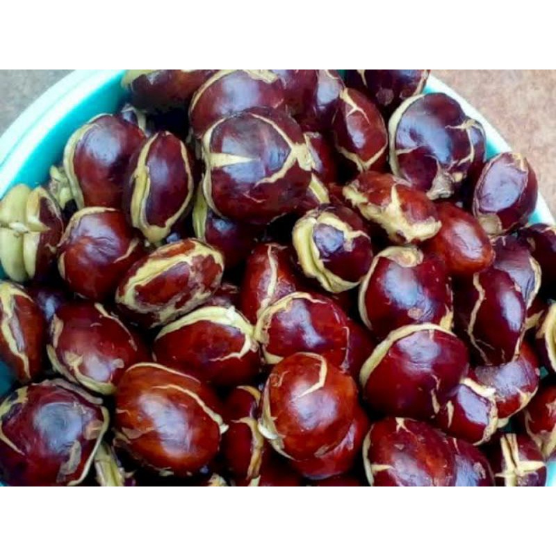 Jual Jengkol Tua Kupas dan Jengkol Tua Kulit/Jengkol lalab | Shopee ...