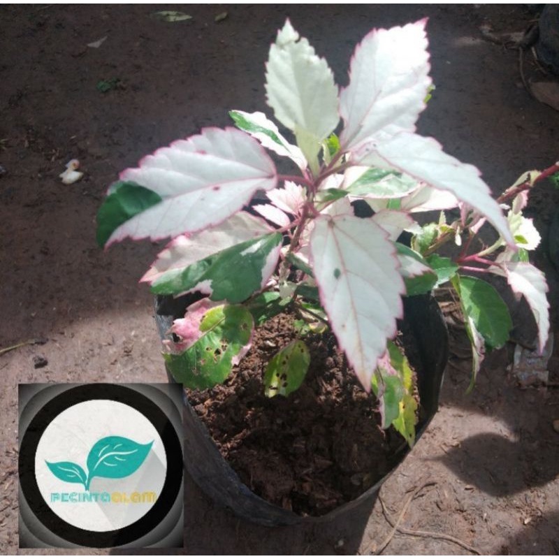 Jual Bibit bunga sepatu variegata/Pohon kembang sepatu variegata ...