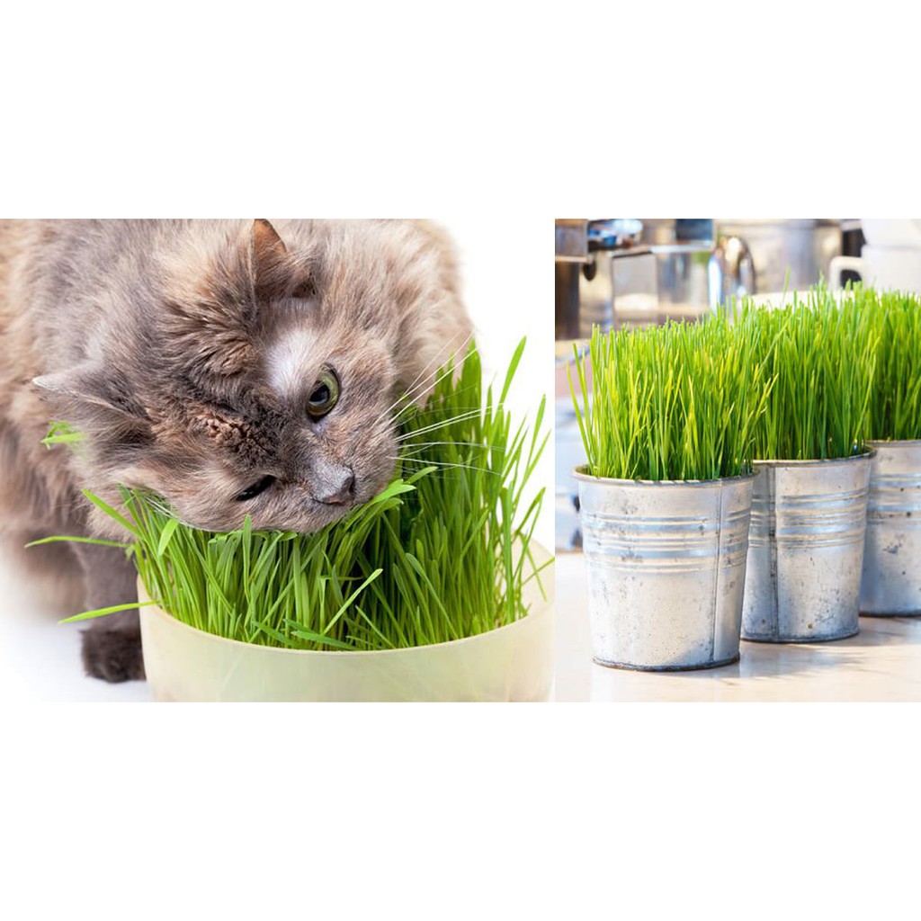 Jual Bibit / Benih Biji CAT GRASS Rumput Kucing Makanan Enak untuk ...