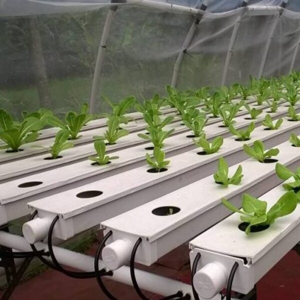 Jual Gully Hidroponik Kotak ISANO 120cm 120 cm Guly Hydroponic Talang ...