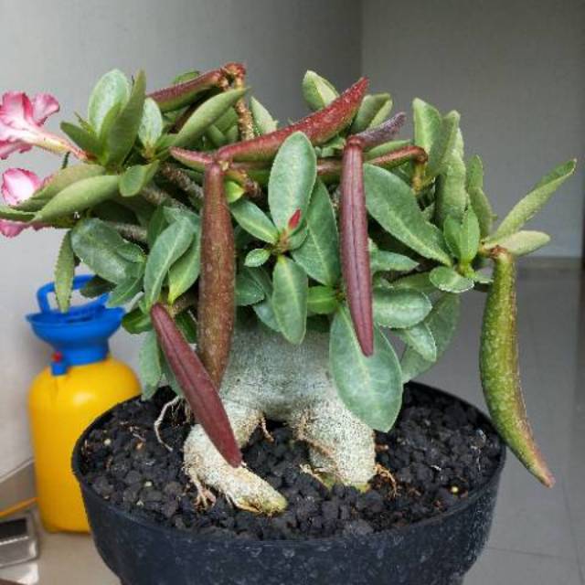 Jual Seed / biji adenium jenis KHZ DD (Khao Hin Zon dor dok) | Shopee ...