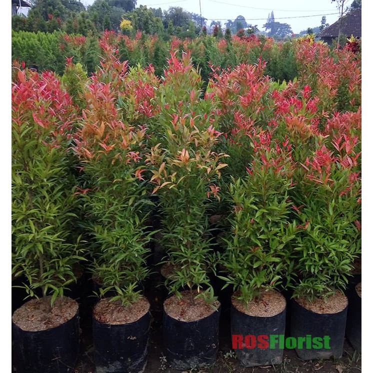 Jual Tanaman Daun Pucuk Merah 60 Cm | Shopee Indonesia