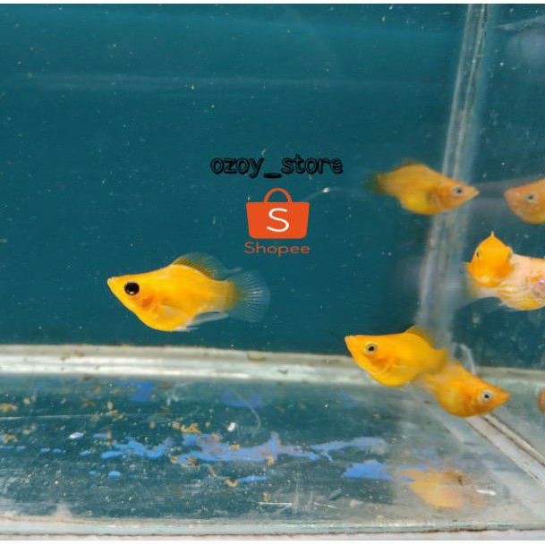Jual Ikan Molly Golden Balon - Molly sunkist | Shopee Indonesia