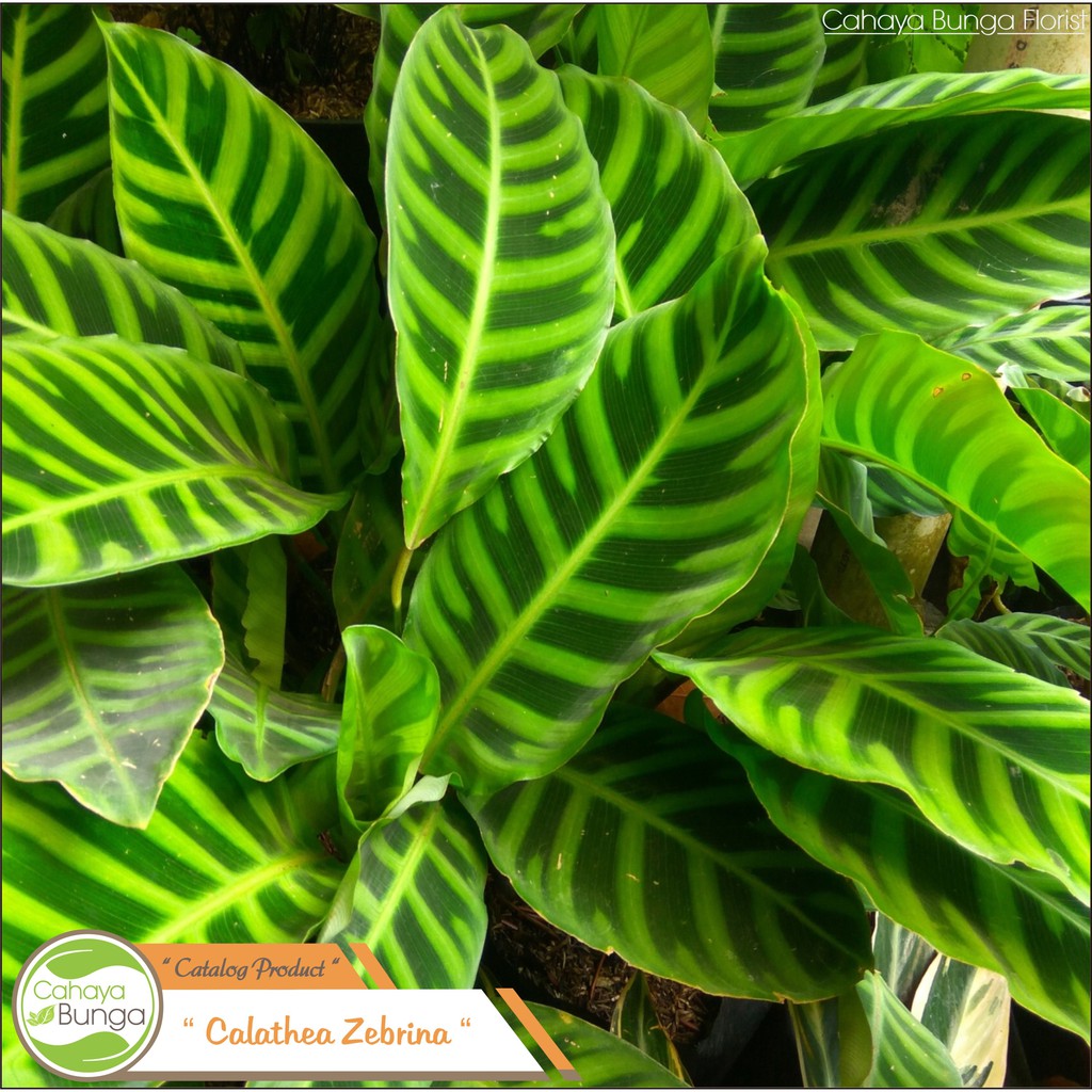 Jual Tanaman Hias Calathea Zebrina I Calathea Zebra Hijau | Shopee ...