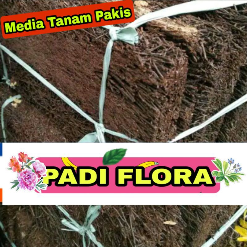 Jual MEDIA TANAM PAKIS BUAT ANGGUR 20x10cm (1 papan) | Shopee Indonesia