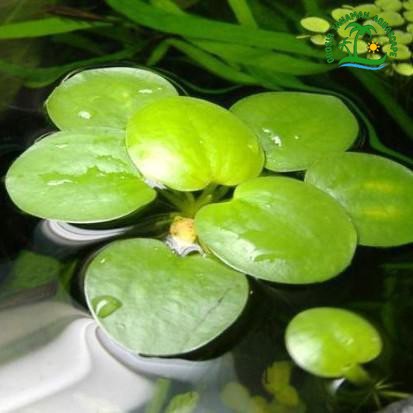 Jual Amazon Frogbit Tanaman Aquascape Apung - Limnobium Aquarium Kolam ...