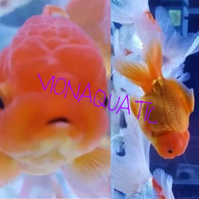 Jual Ikan Hias Maskoki Mas Koki Oranda Bigsize Siap Kawin Hiasan ...