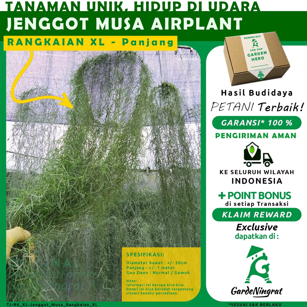 Jual Tanaman Jenggot Musa Panjang, Rangkaian Siap Gantung - XL | Shopee ...