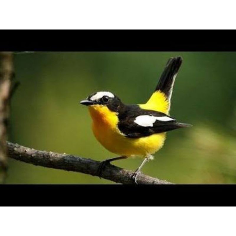 Jual Burung Sulingan atau Sikatan Emas Trotol | Shopee Indonesia