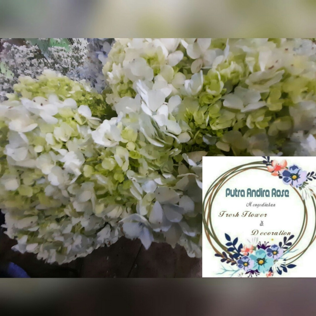 Jual BUNGA HORTHEN SIA IJO 1 IKAT ISI 5 TANGKAI | Shopee Indonesia