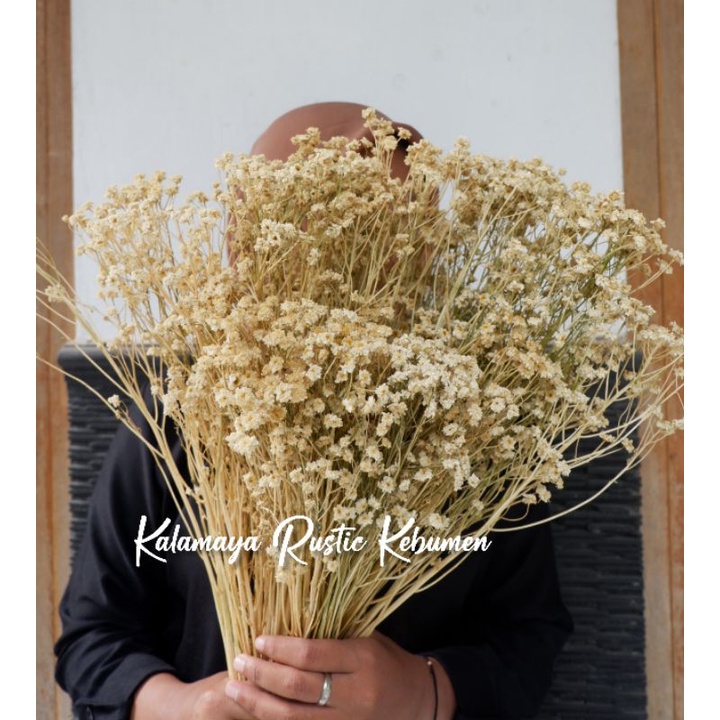 Jual Bunga Kering Estetik Kamelia Camelia Hiasan Vas Guci Kamar Buket ...