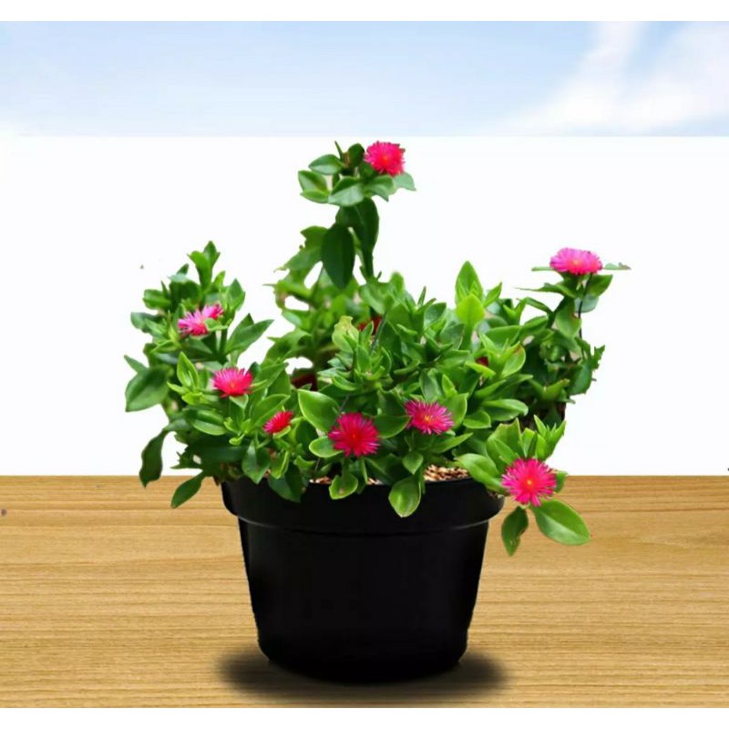 Jual TANAMAN HIAS BABY SUN ROSE BERBUNGA PINK & MERAH | TANAMAN HIDUP ...