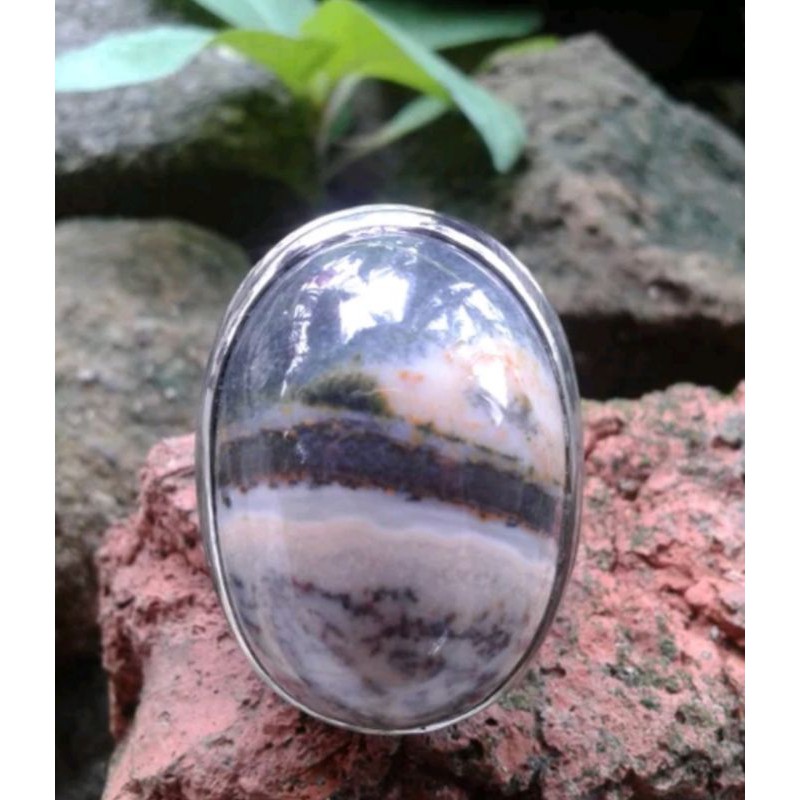 Jual Pancawarna garut gardon pemandangan siap kontes | Shopee Indonesia