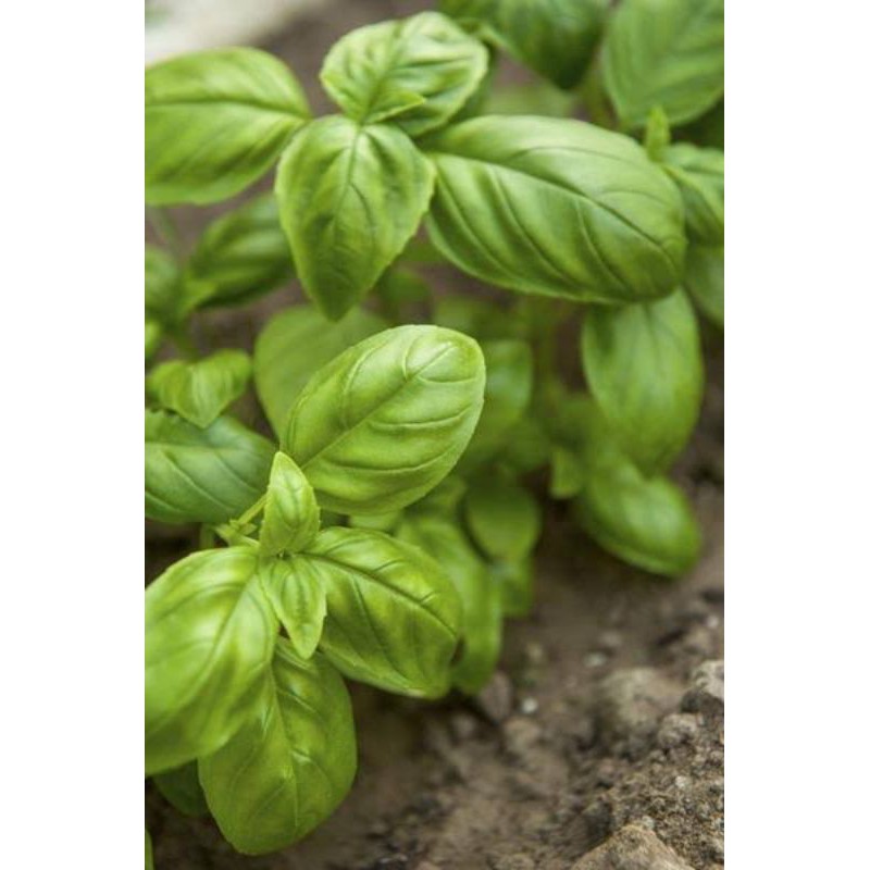 Jual 100 Italian sweet basil / Biji sweet basil import | Shopee Indonesia