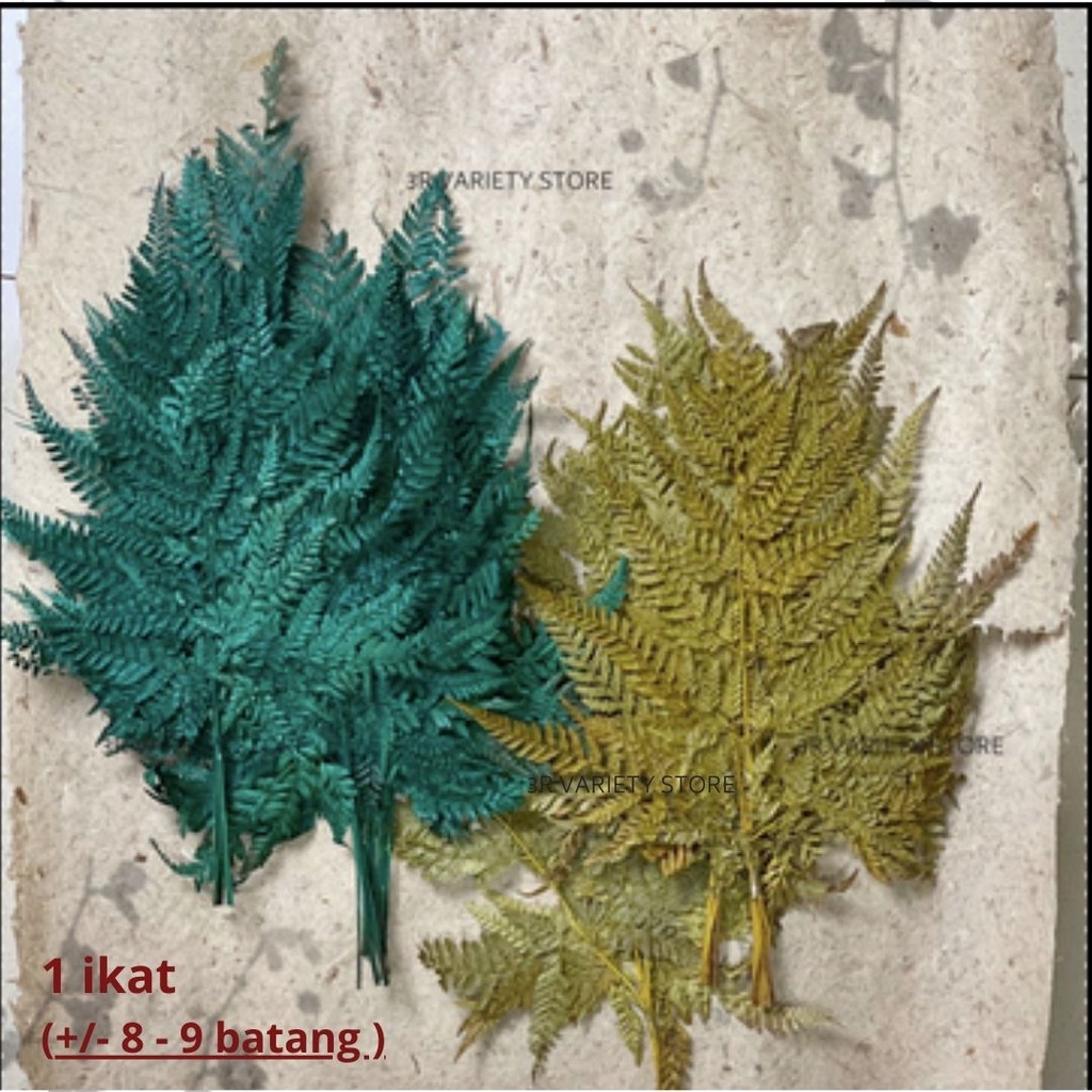 Jual Daun Pakis Kering, Souvenir – per ikat +/- 7 batang | Shopee Indonesia
