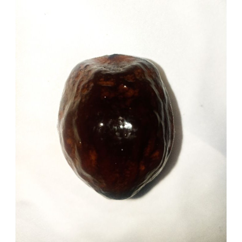 Jual muncang adu kelas, jalim kebo super BIG | Shopee Indonesia