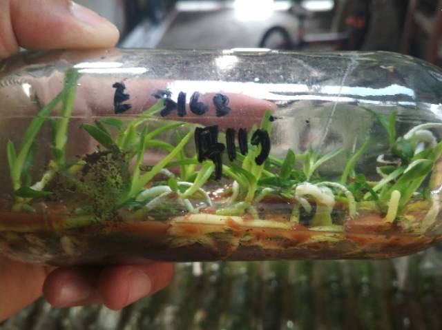 Jual Bibit Anggrek Vanda Hybrid Botolan Botol Bunga Hibrida Kultur ...