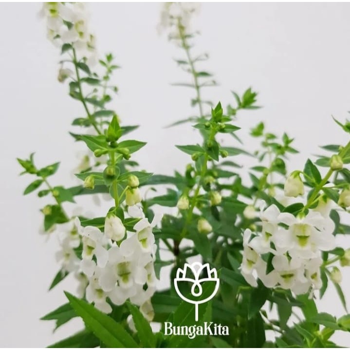 Jual Tanaman Hias Bunga Angelonia Putih | Shopee Indonesia