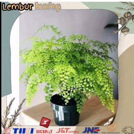 Jual tanaman hias suplir/pot suplir/tanaman suplir | Shopee Indonesia