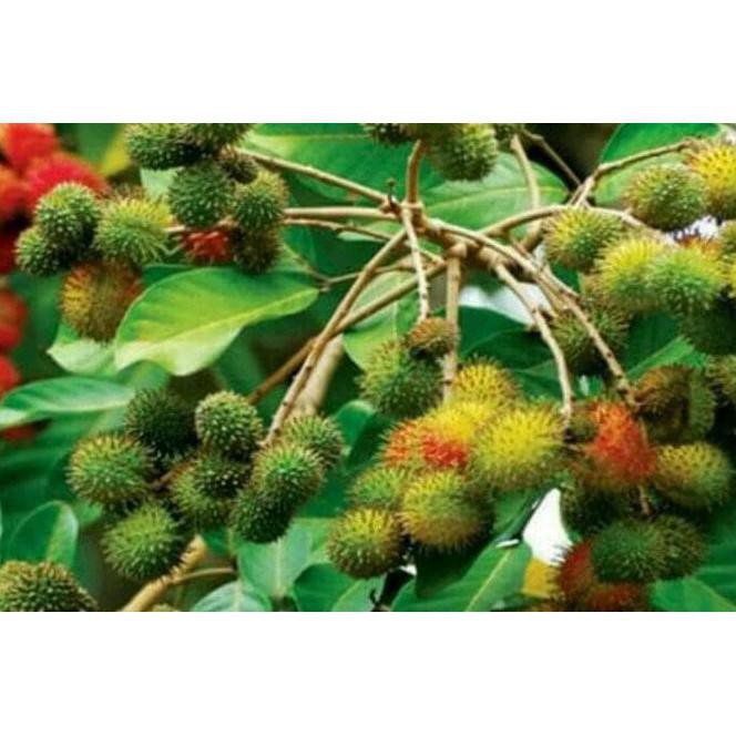 Jual A Bibit Pohon Rambutan Rapiah Tanaman Buah Rambutan Ropiah Estu ... Jual A Bibit Pohon Rambutan Rapiah Tanaman Buah Rambutan Ropiah Estu ...