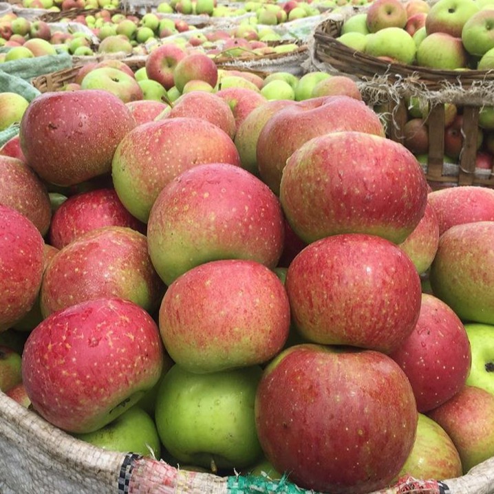 Jual Buah Apel Malang Khas Batu Malang | Rome Beauty Apples | Diet Apel ...