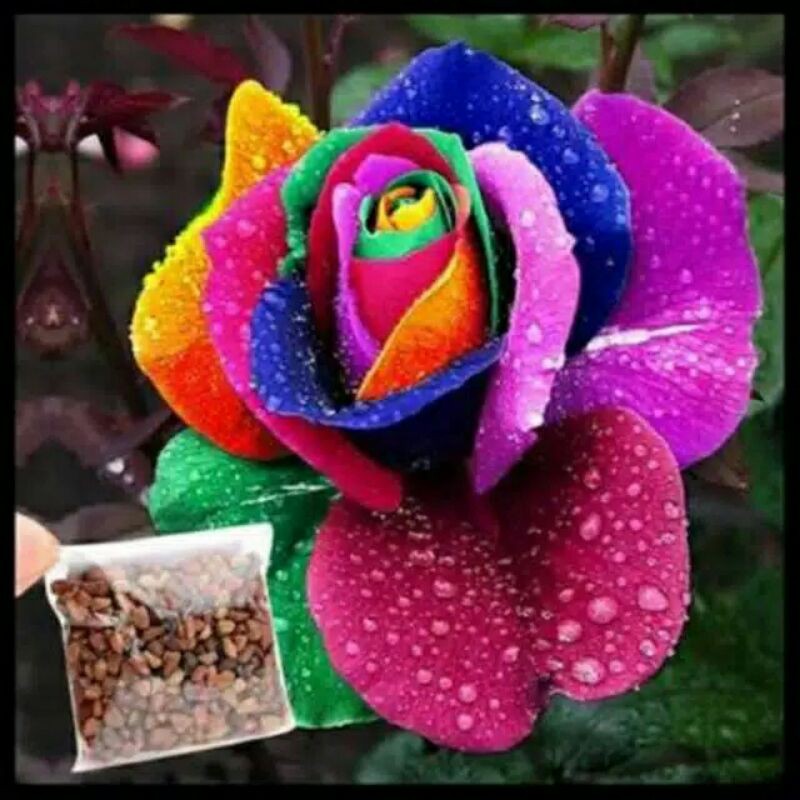 Jual Benih mawar pelangi/rembow | Shopee Indonesia