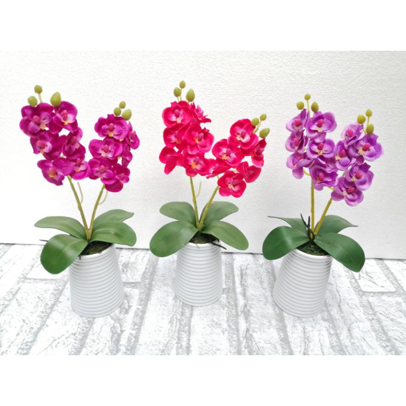 Jual Anggrek mini 2 cabang pot ulir | Shopee Indonesia