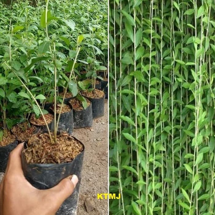 Jual Tanaman Hias Lee Kwan yew Li Kuan Yu Tanaman Menjuntai PerPolibag ...