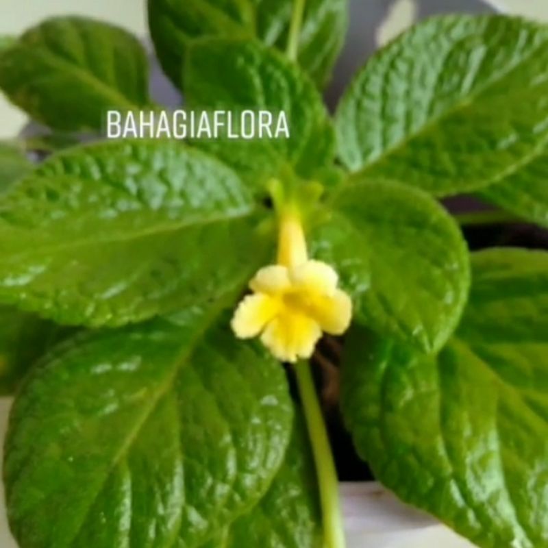 Jual tanaman gantung Episcia tropical topaz / episcia bunga kuning ...
