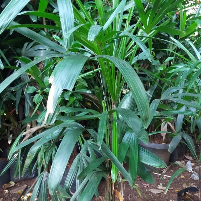 Jual tanaman indoor palem regu - pohon palem palem regu - tanaman ...