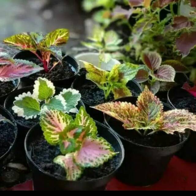 Jual Miana dapat 5 macam jenis | Shopee Indonesia