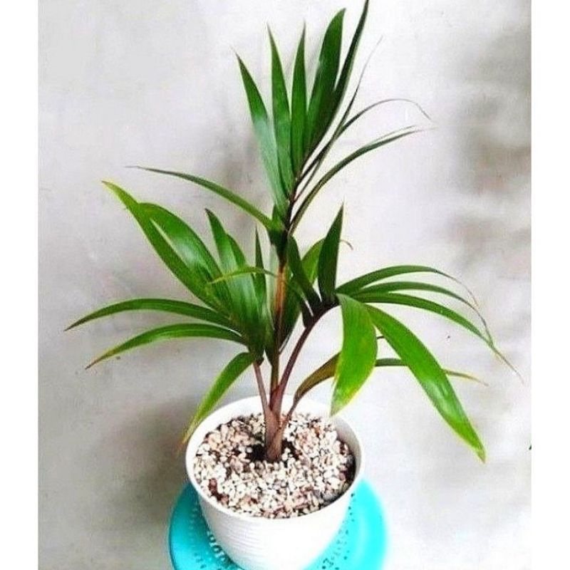 Jual (bayar di tempat) Tanaman Hias Palem Botol - Palm - Botol Merah ...