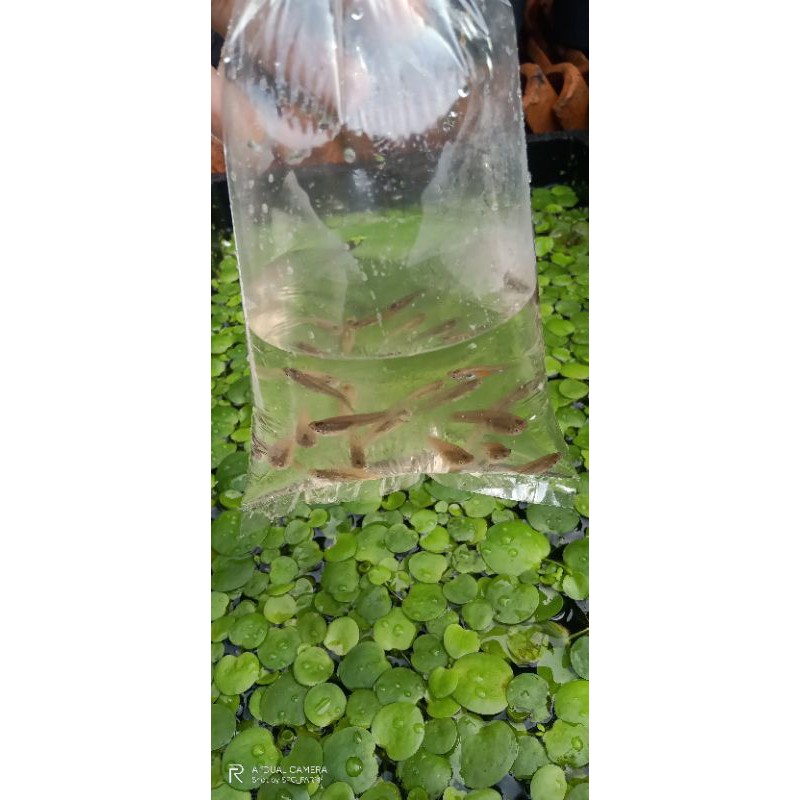 Jual impun/ikan cere pakan predator/kura2, | Shopee Indonesia