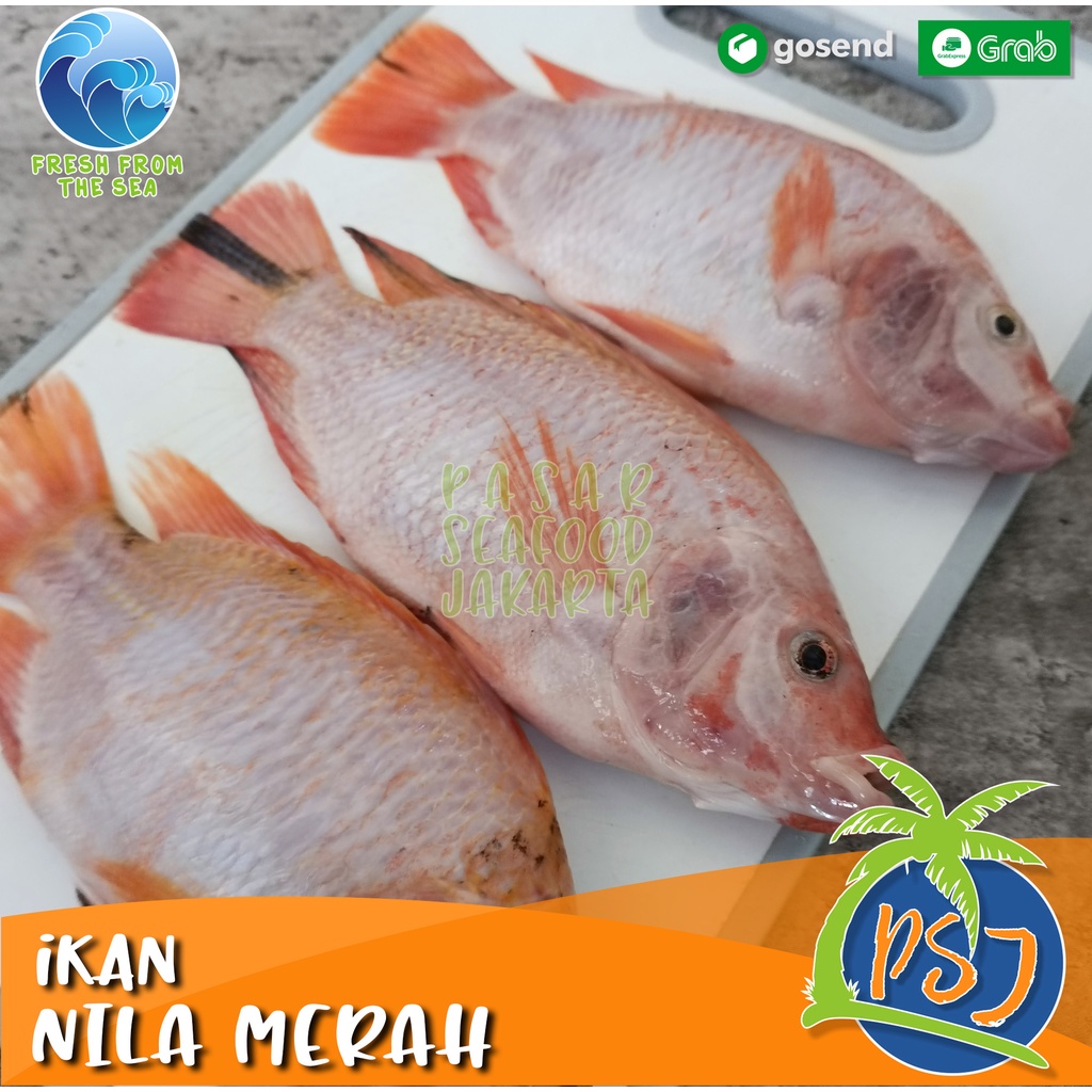 Jual Ikan Nila Merah Segar 1 kg isi 3 (Sudah Bersih Sisik, Kemasan ...