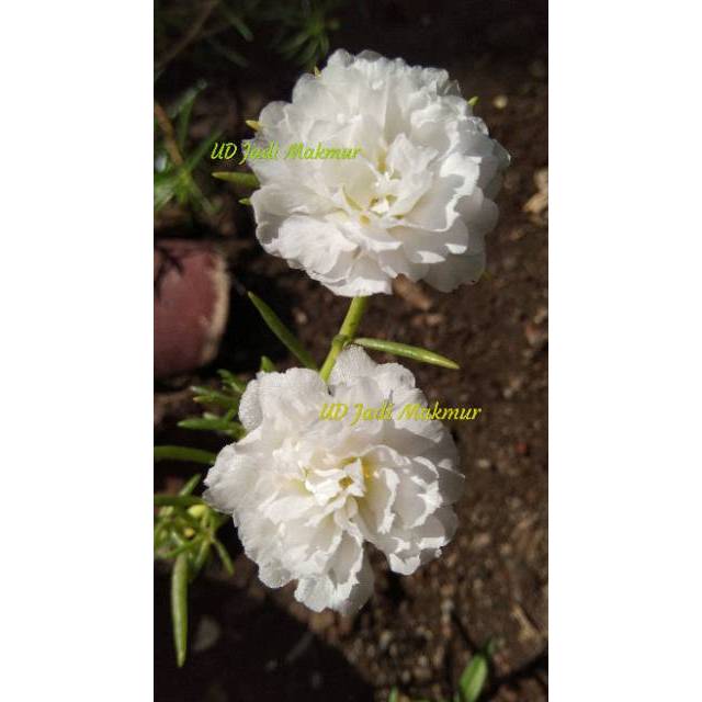 Jual 10 batang tanaman portulaca bunga pukul sembilan mossrose India ...