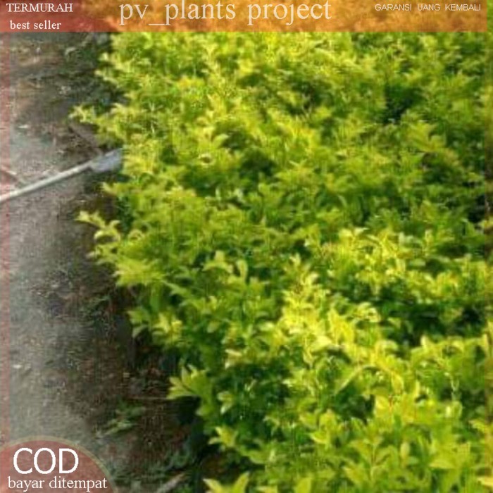 Jual pohon pangkas kuning / tanaman pagar | Shopee Indonesia