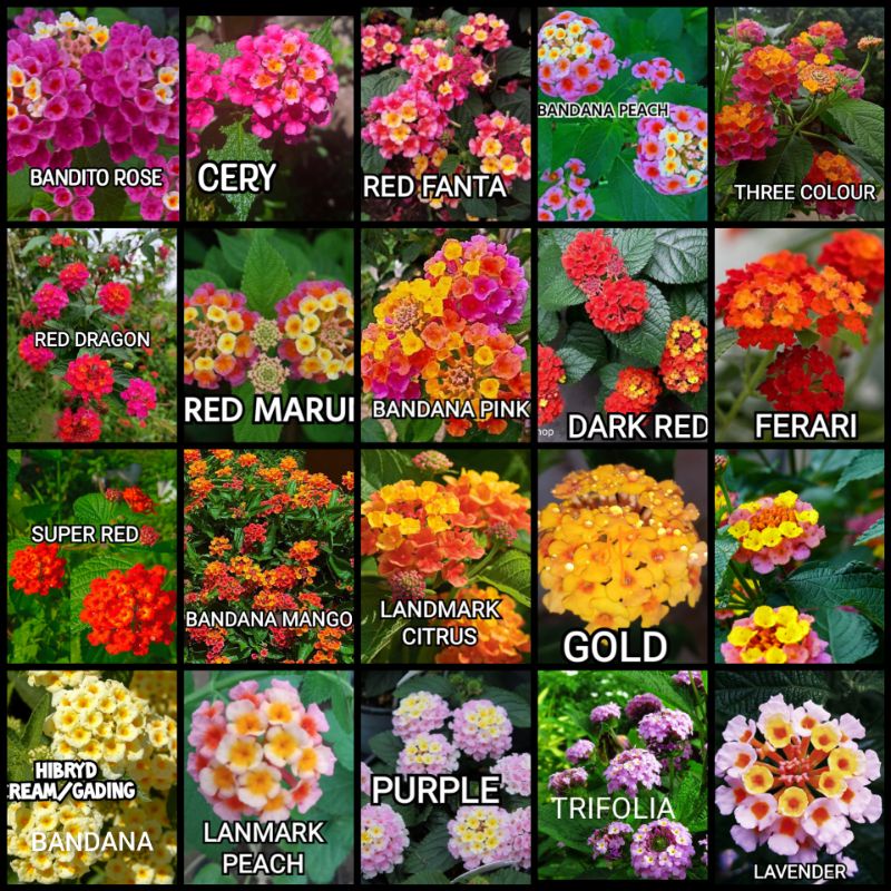 Jual 100 CUTING FRESH LANTANA PAKET 10 VARIAN entres (Bunga bunga besar ...