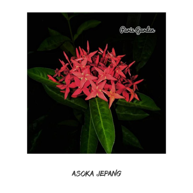 Jual TANAMAN BUNGA ASOKA JEPANG BUNGA MERAH SOKA JEPANG - BIBIT BUNGA ...