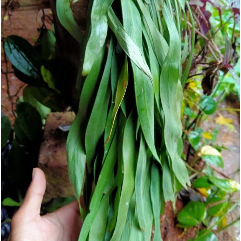 Jual kumpay dasi kadaka kumpay dasi anggrek kumpay dasi | Shopee Indonesia