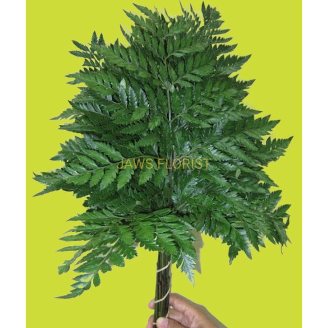 Jual Daun Pakis / Daun Leather Leaf Fresh | Shopee Indonesia