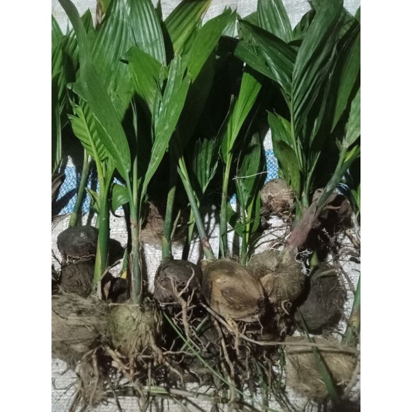 Jual bibit pinang berdaun betara termurah | Shopee Indonesia