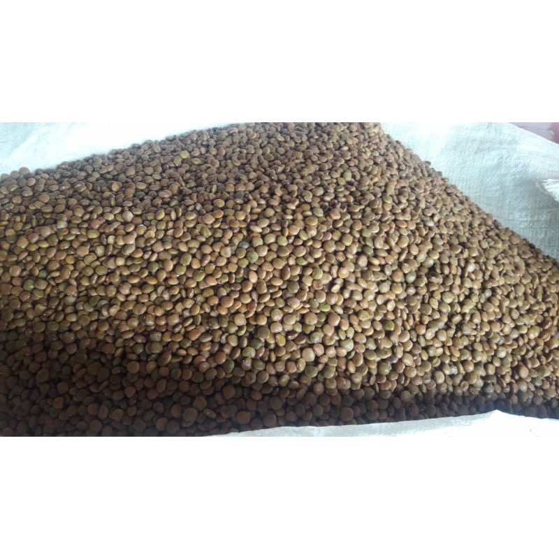 Jual BENIH BIBIT BENGKOANG BERKUALITAS 500 Gram (1/2 KG) | Shopee Indonesia