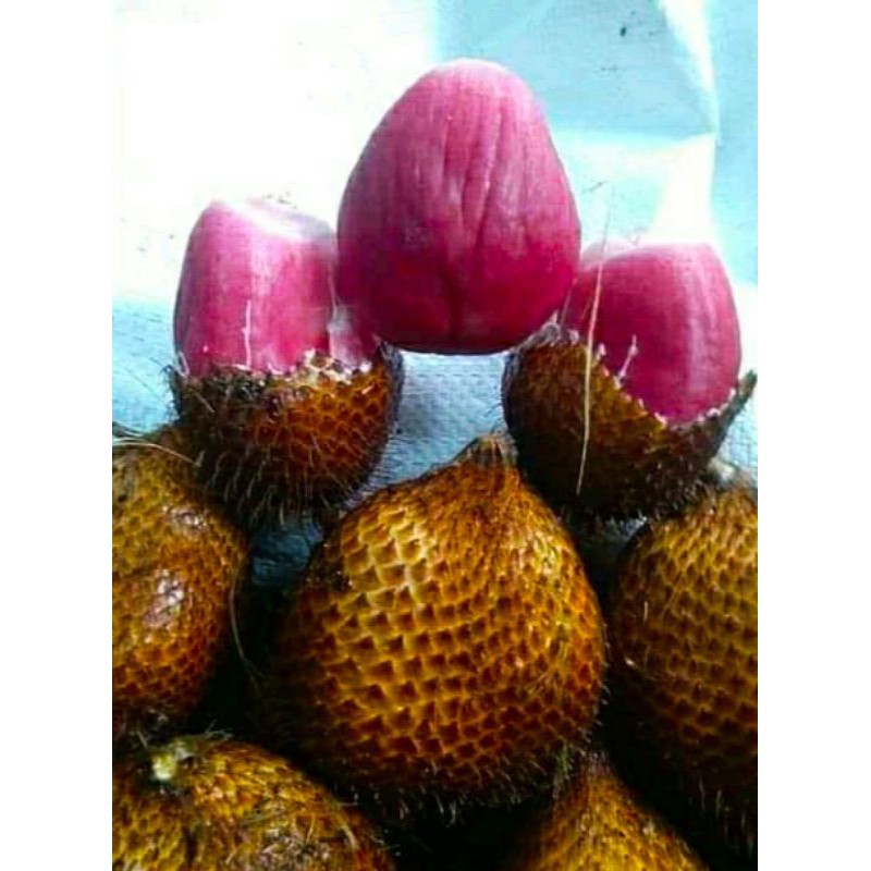 Jual Salak Sidempuan Buah Salak Merah 1 kg | Shopee Indonesia